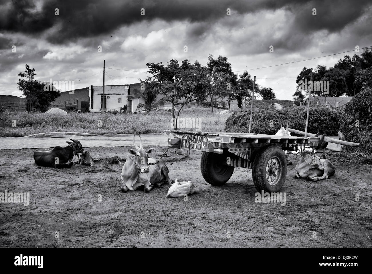 Indian bullock cart and zebu in a rural indian village. Andhra Stock ...