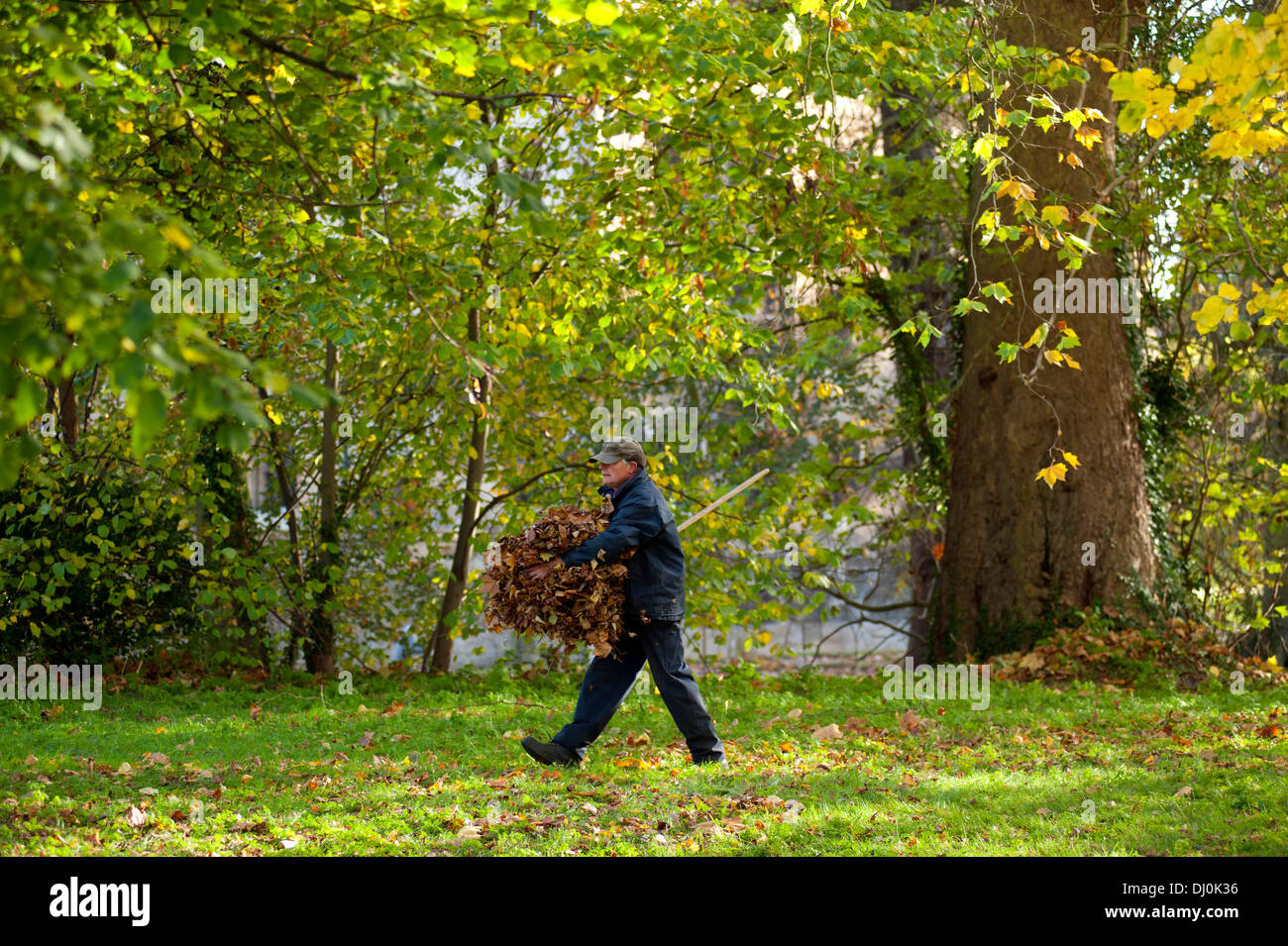 Autumn Colours in grounds of King's College, Cambridge, England. 15 11 ...
