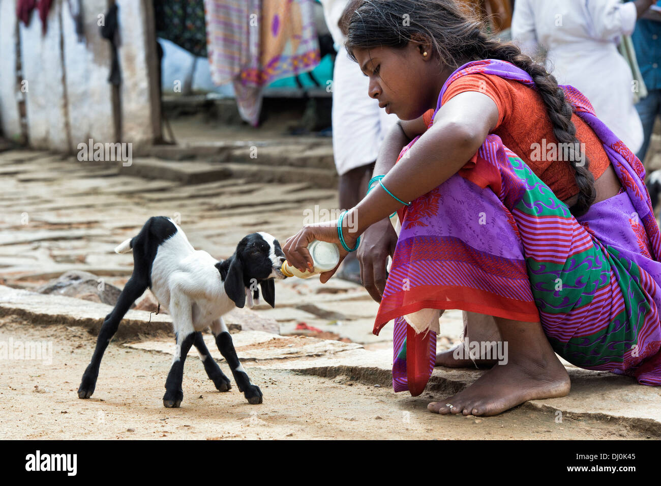 Teenage Indian girl bottle feeding a kid goat in a rural Indian village ...