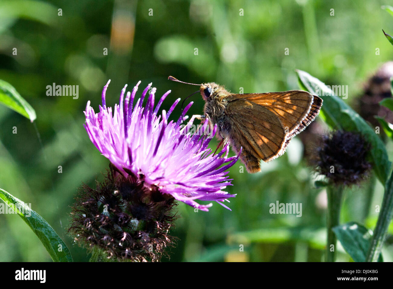 Essex Skipper (Thymelicus lineola) on thistle. Side view Stock Photo ...