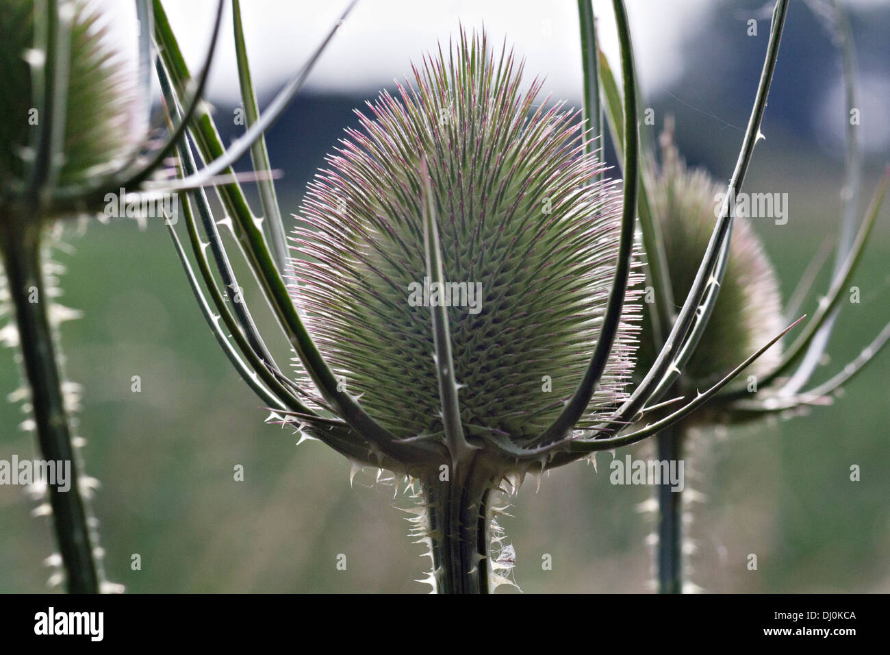 Teazle hi-res stock photography and images - Alamy