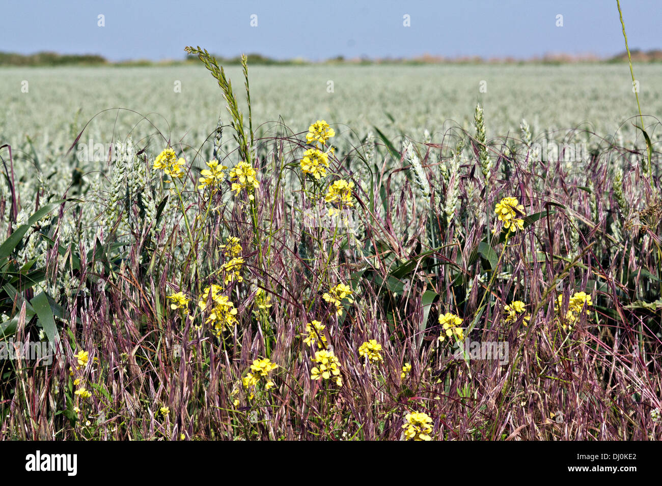 wheat field with black mustard in foreground Stock Photo - Alamy