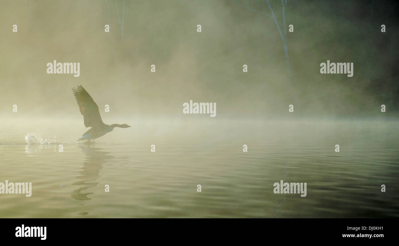 goose talking flight Stock Photo - Alamy