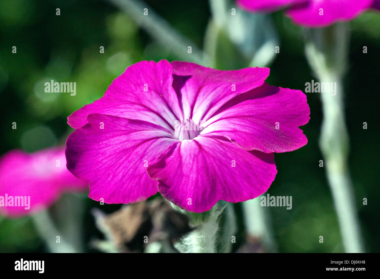 Individual flower hi-res stock photography and images - Alamy