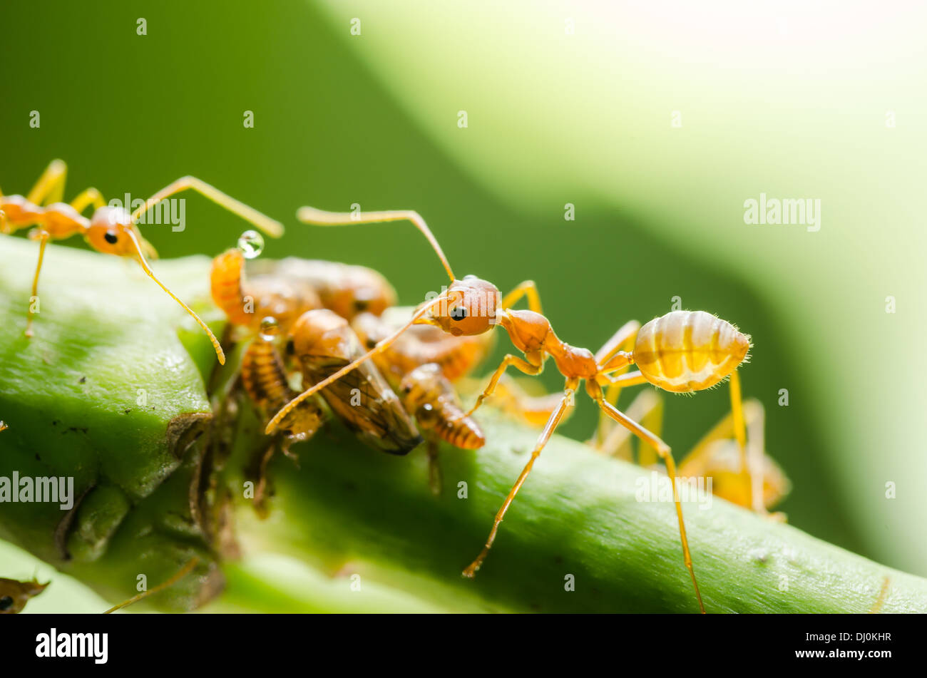 Red ant and aphid on the leaf in the nature Stock Photo - Alamy