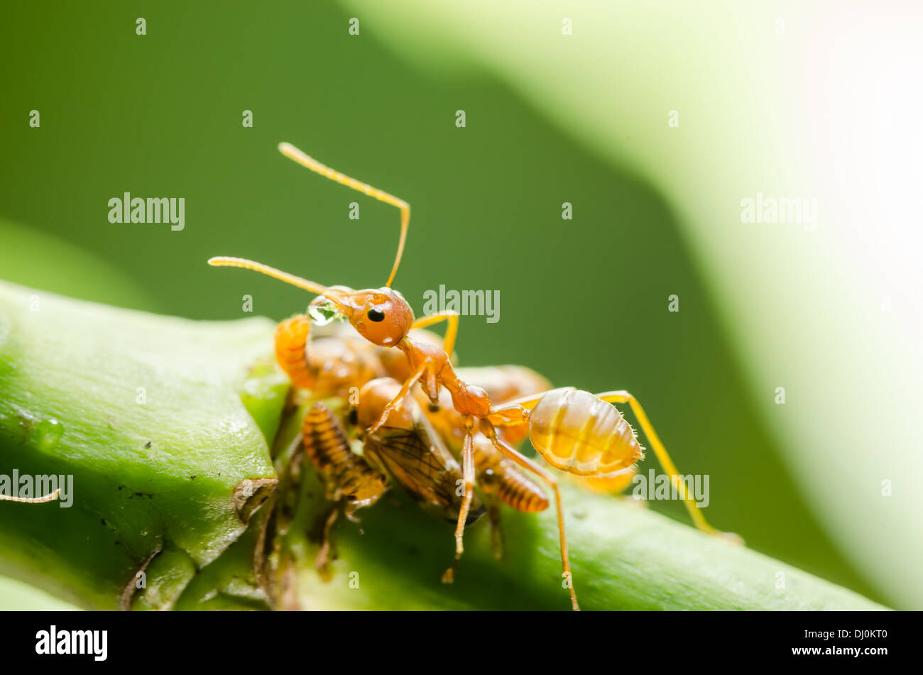 Red ant and aphid on the leaf in the nature Stock Photo - Alamy