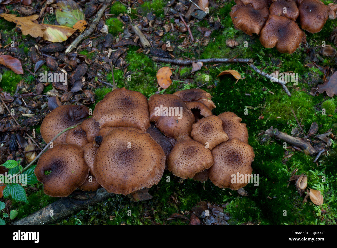 common puffball in woodland Stock Photo - Alamy