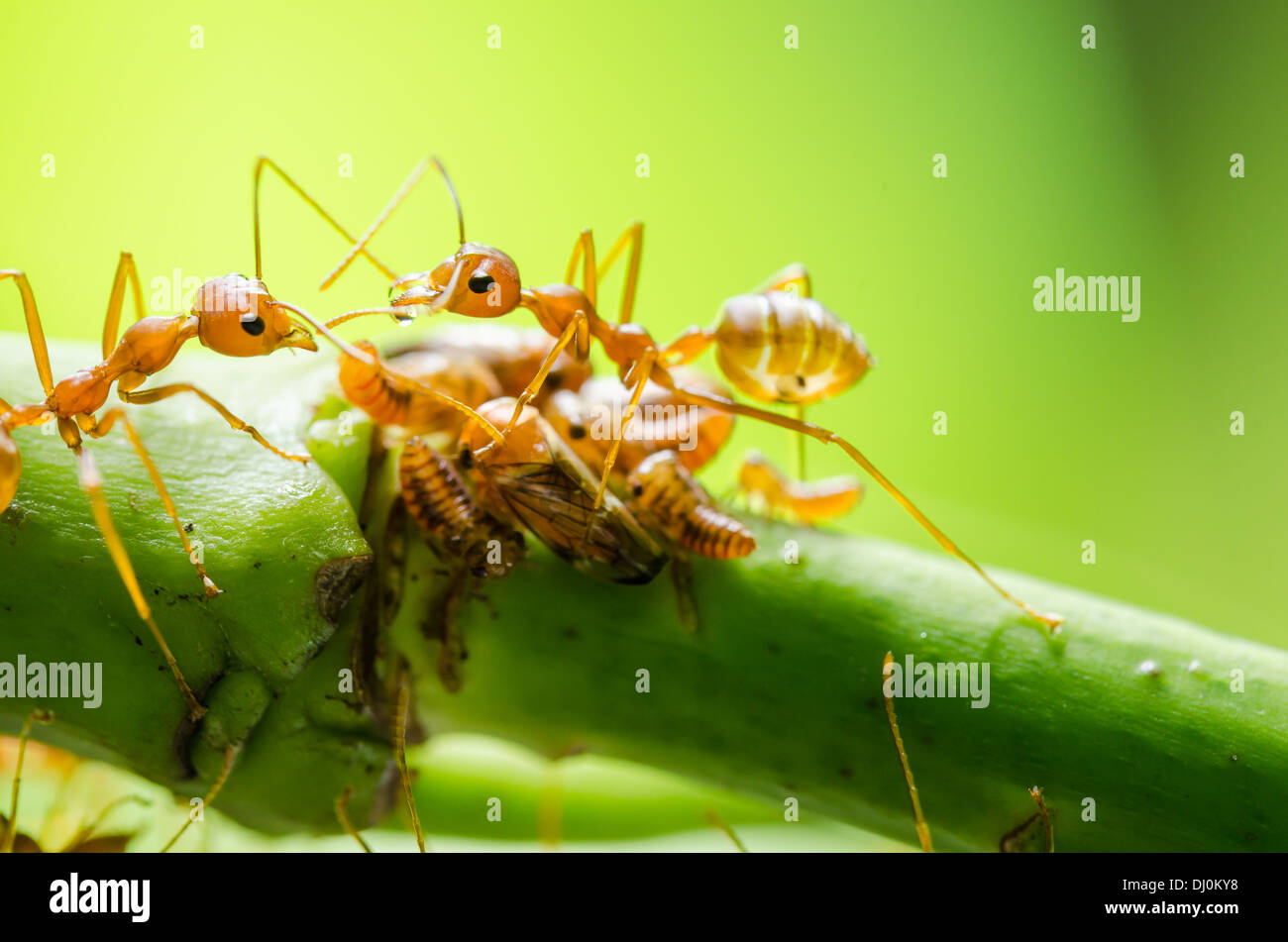 Red ant and aphid on the leaf in the nature Stock Photo - Alamy