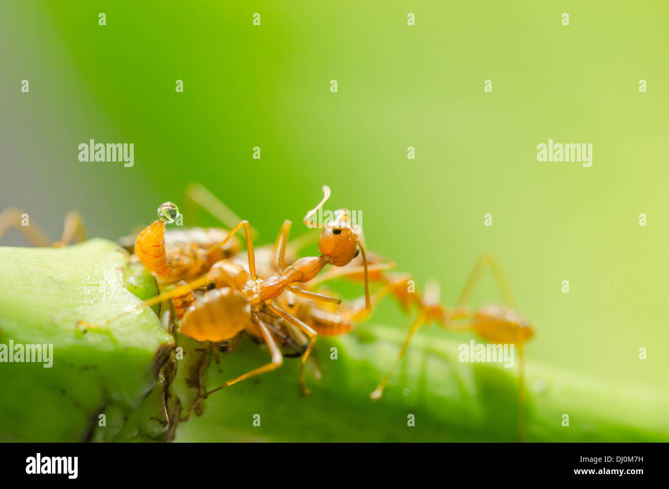 Red ant and aphid on the leaf in the nature Stock Photo - Alamy