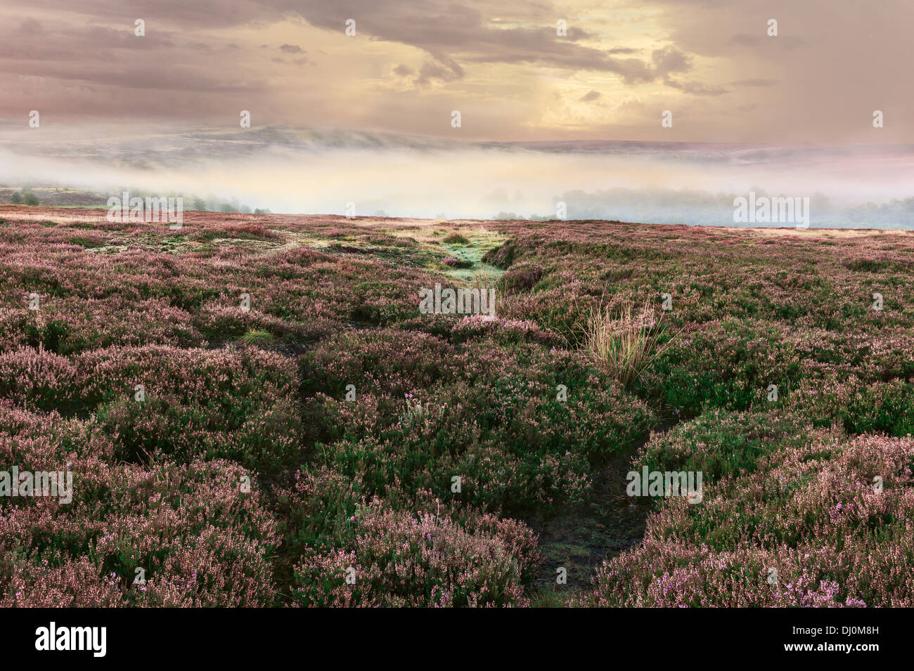Mist over open moorland as dawn breaks on the North York Moors ...