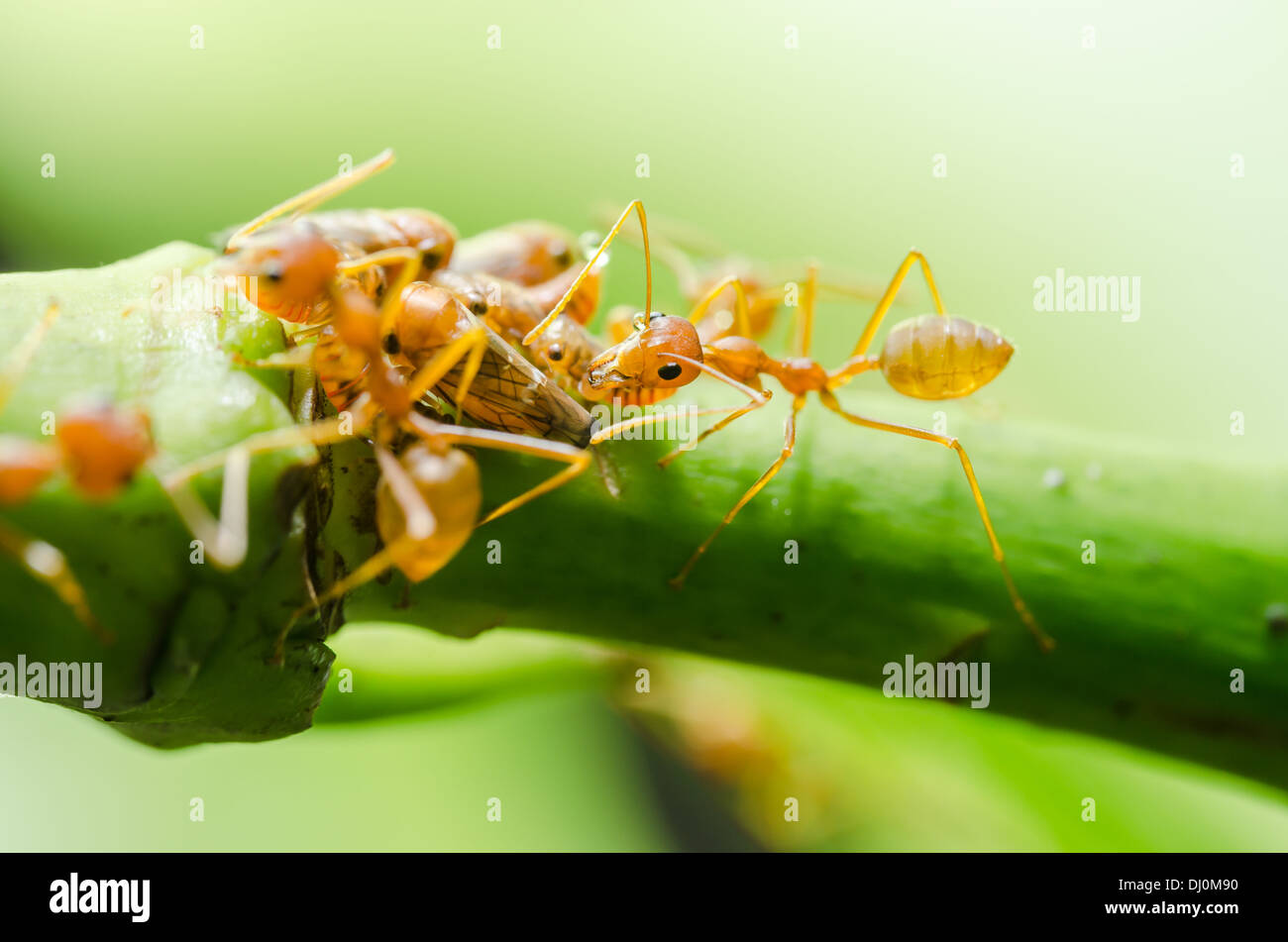 Red ant and aphid on the leaf in the nature Stock Photo - Alamy