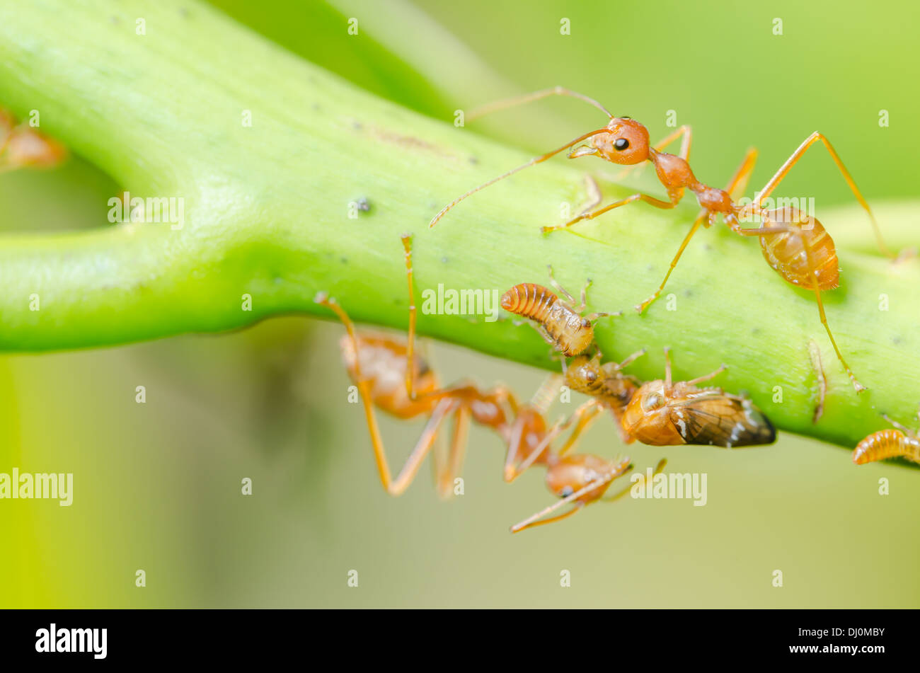 Red ant and aphid on the leaf in the nature Stock Photo - Alamy