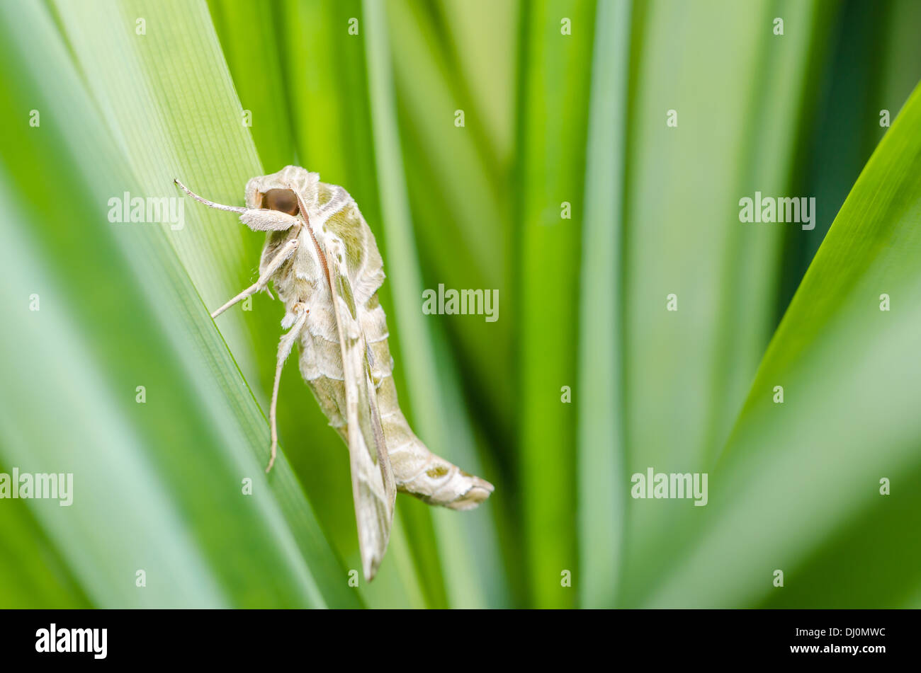 Big green moth hi-res stock photography and images - Alamy