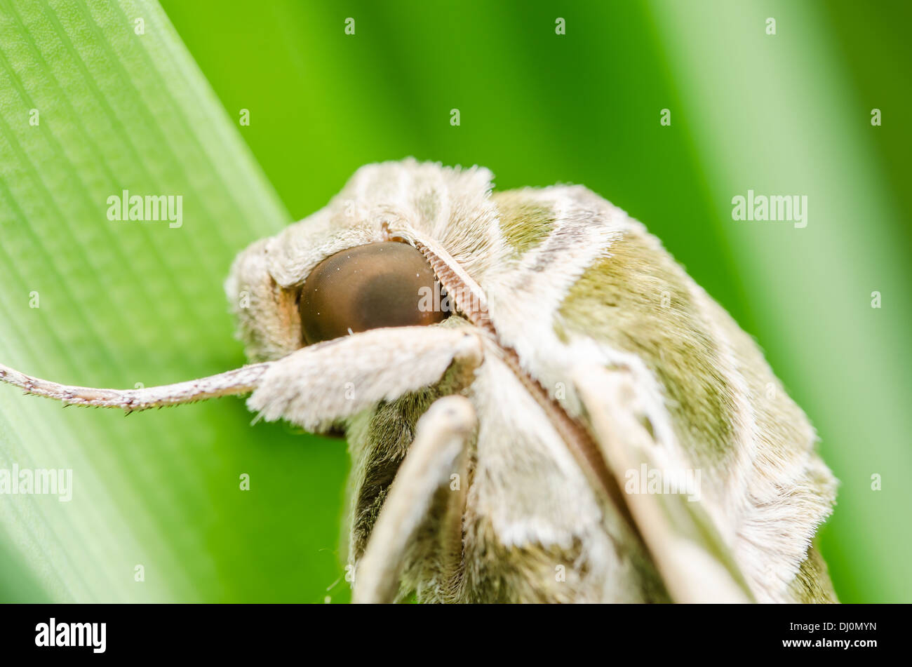 Moth in the nature on the environment concept Stock Photo - Alamy