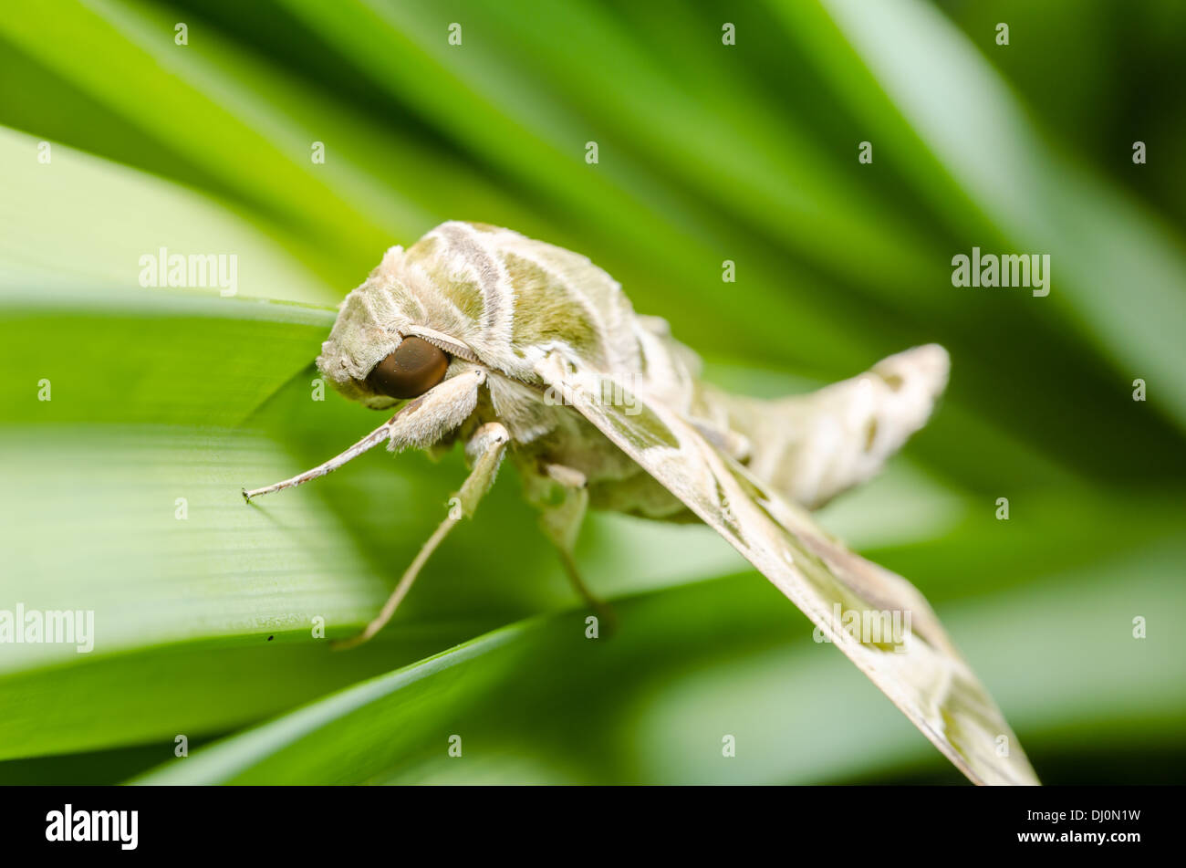 Moth in the nature on the environment concept Stock Photo - Alamy