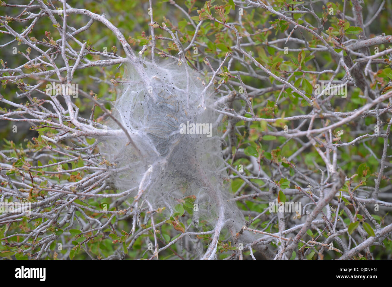 Spiderweb Cocooned Trees
