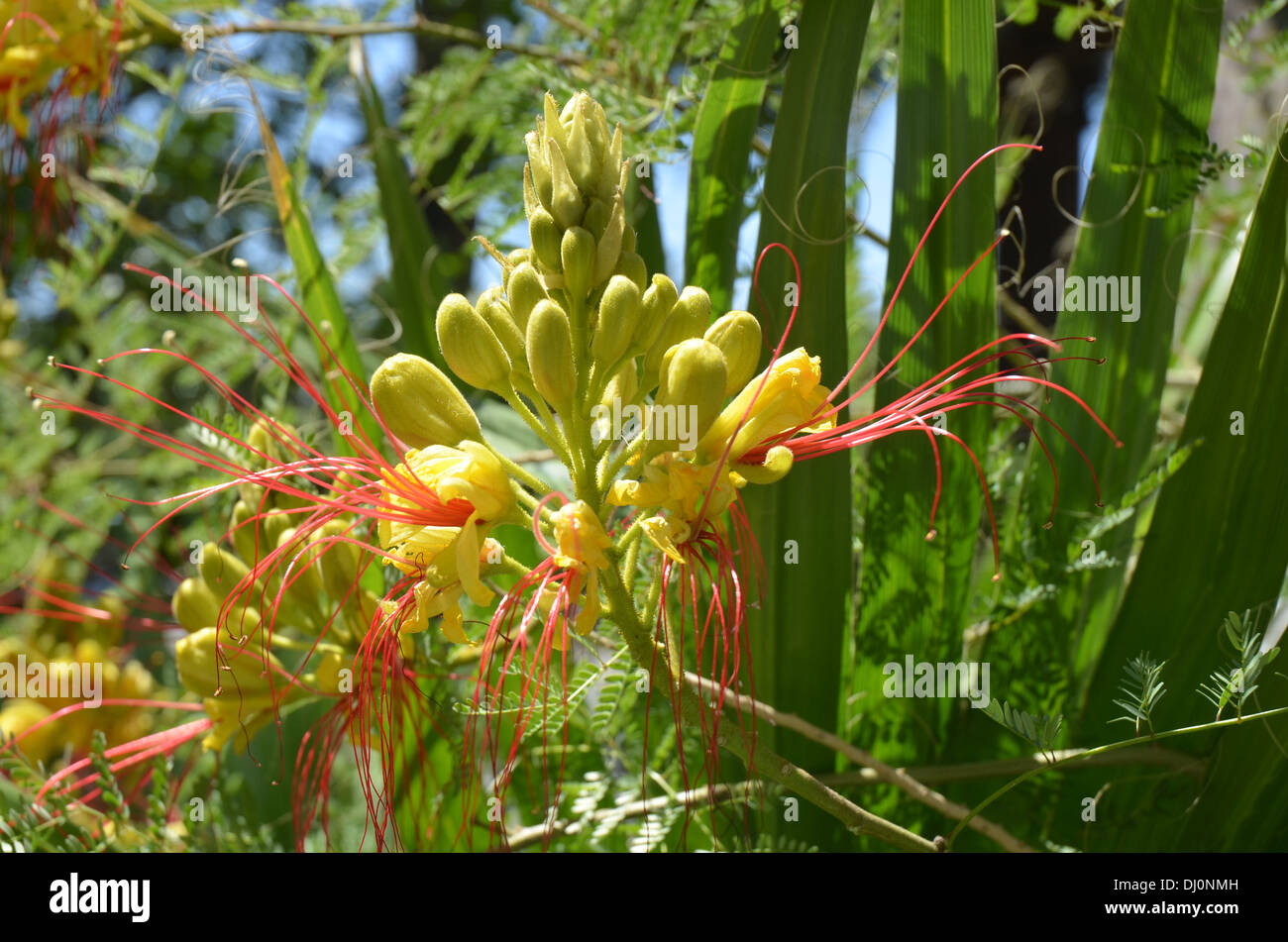 Long Stamens Stock Photos & Long Stamens Stock Images - Alamy