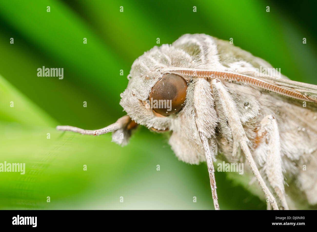 Moth in the nature on the environment concept Stock Photo - Alamy