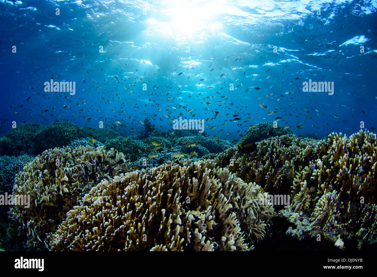 Beautiful underwater shot colourful sea hi-res stock photography and ...