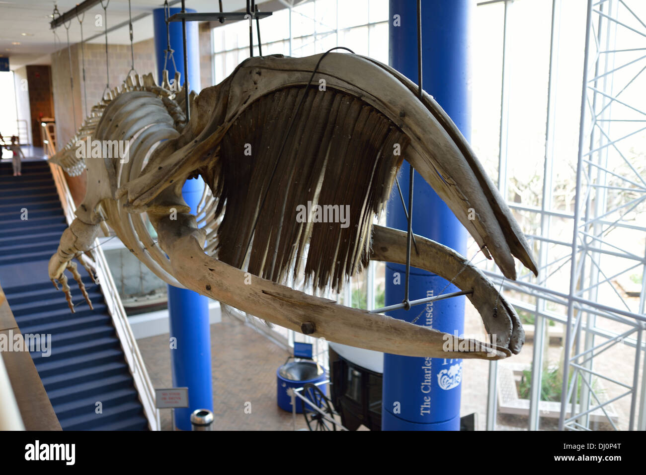 1870 right whale hi-res stock photography and images - Alamy