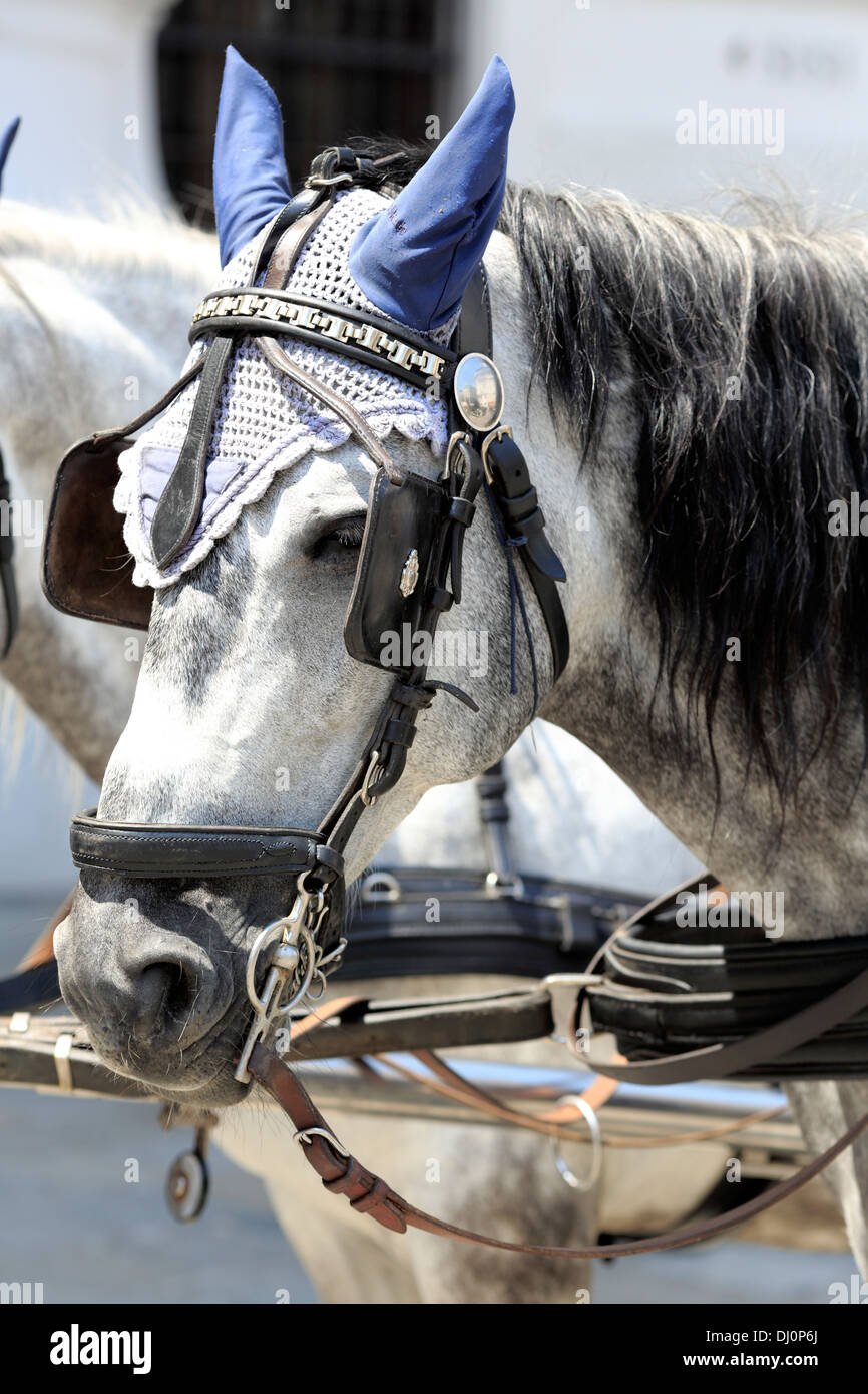 Lipizzan Horse High Resolution Stock Photography and Images - Alamy