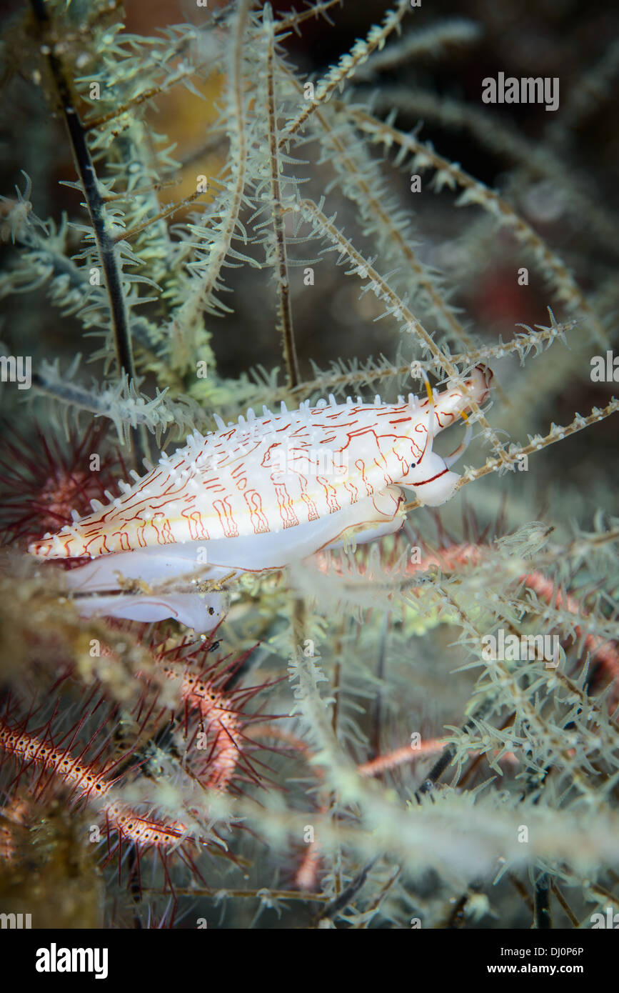 a poppe's spindle cowrie (Phenacovola poppei) living and feeding in the ...