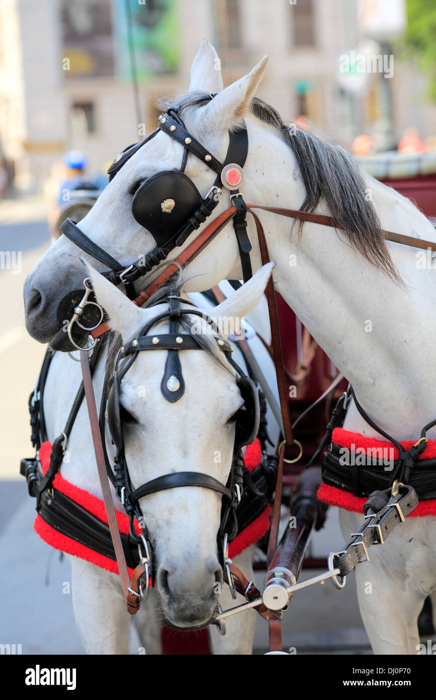 Lipizzan Horse High Resolution Stock Photography and Images - Alamy