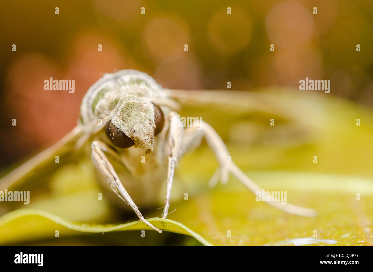 Moth in the nature on the environment concept Stock Photo - Alamy