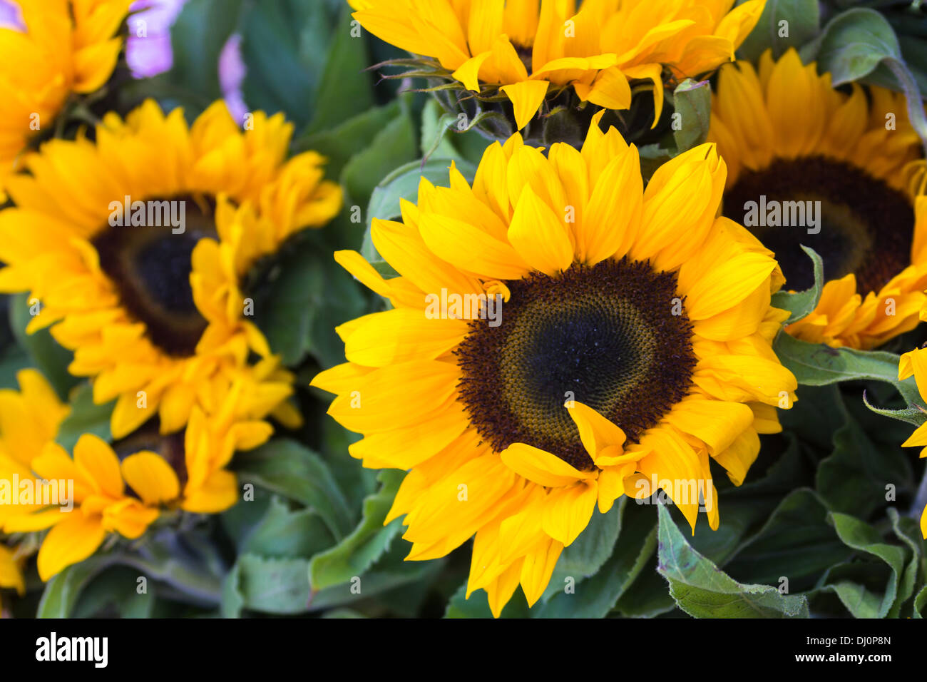 Baltic countries flowers hi-res stock photography and images - Alamy