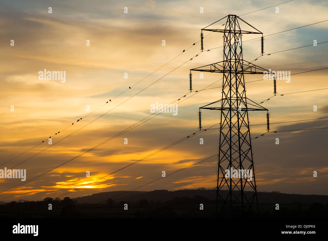 Birds at pylon hi-res stock photography and images - Alamy