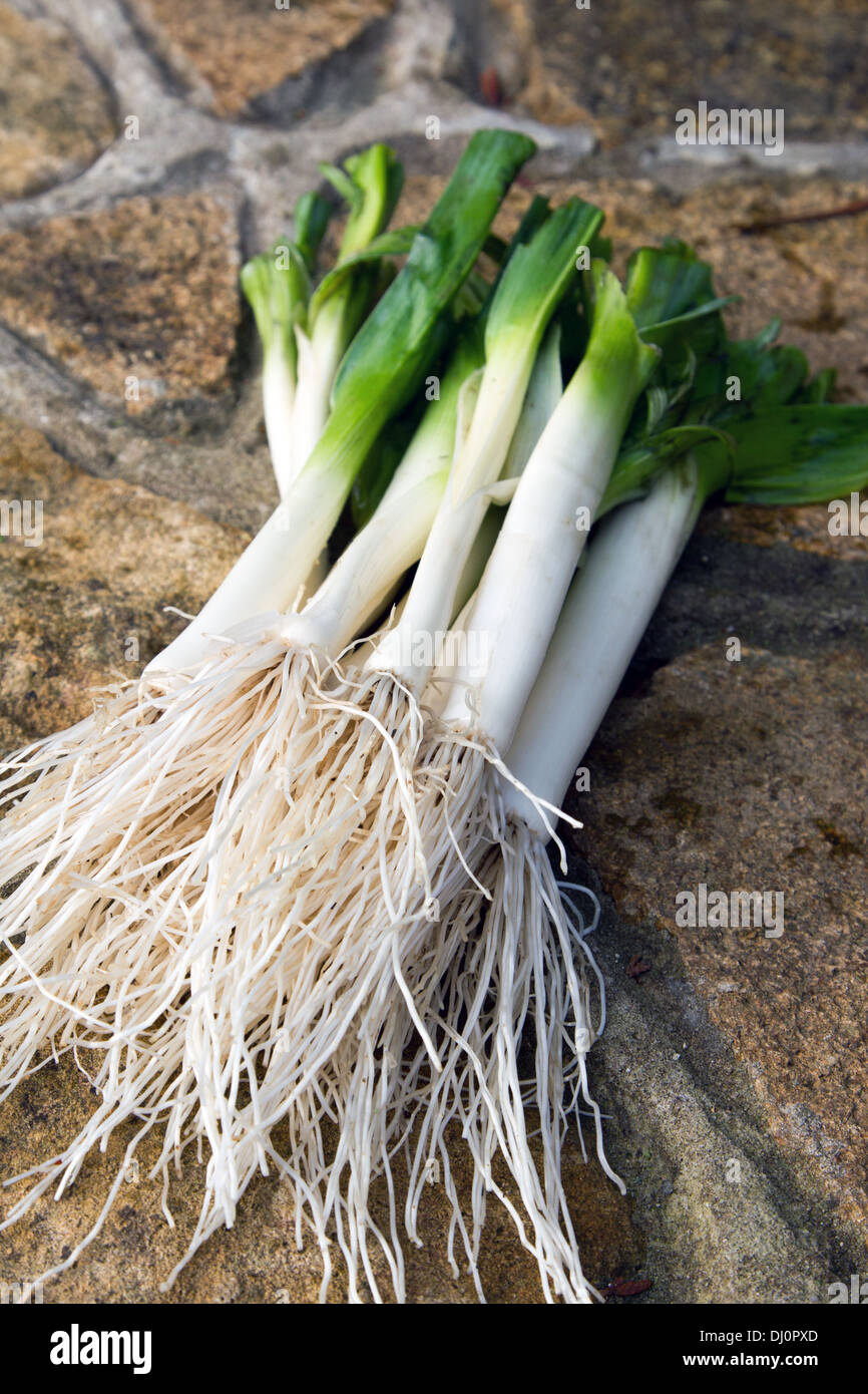 Leeks with roots hi-res stock photography and images - Alamy