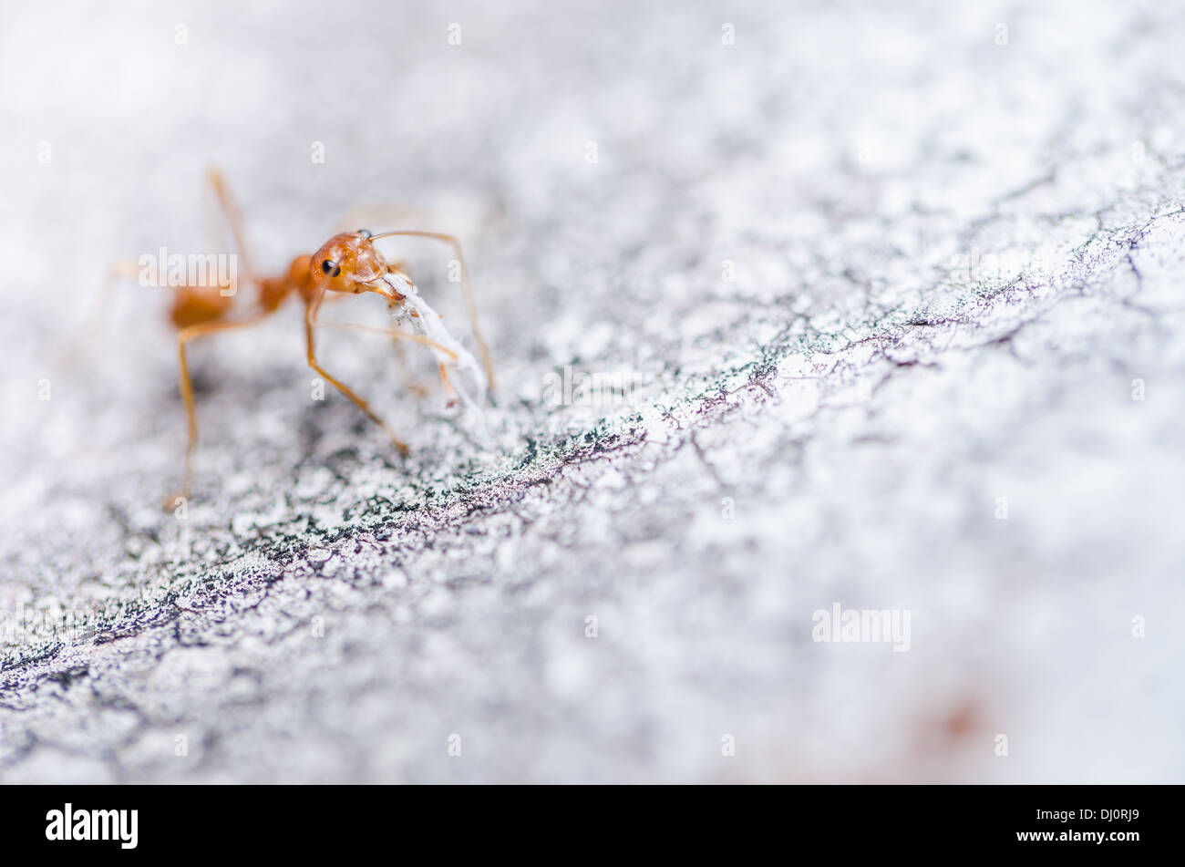 Red ants on the wall in the insect concept Stock Photo - Alamy