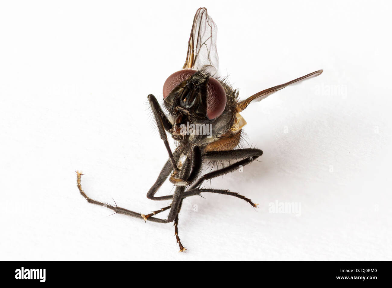 Dead fly hi-res stock photography and images - Alamy