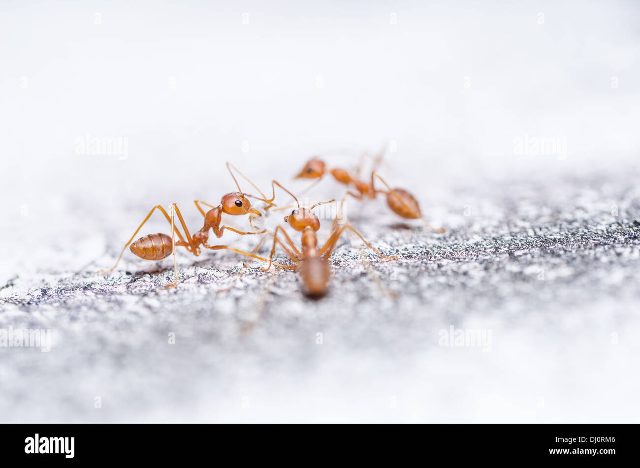 Red ants on the wall in the insect concept Stock Photo - Alamy