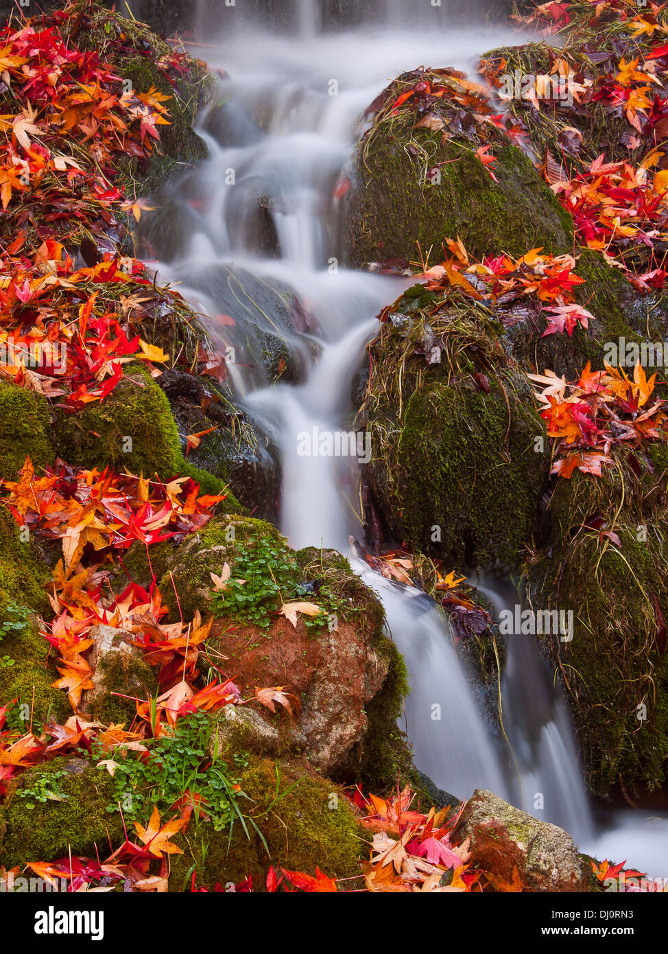 autumn leaves around rocky waterfall Stock Photo - Alamy