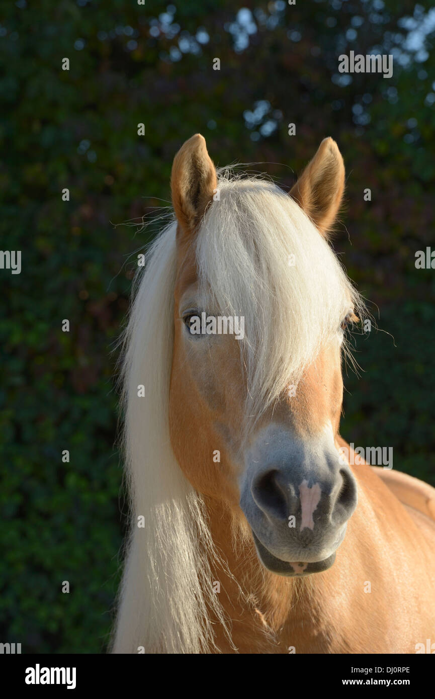 Haflinger horse portrait hi-res stock photography and images - Alamy