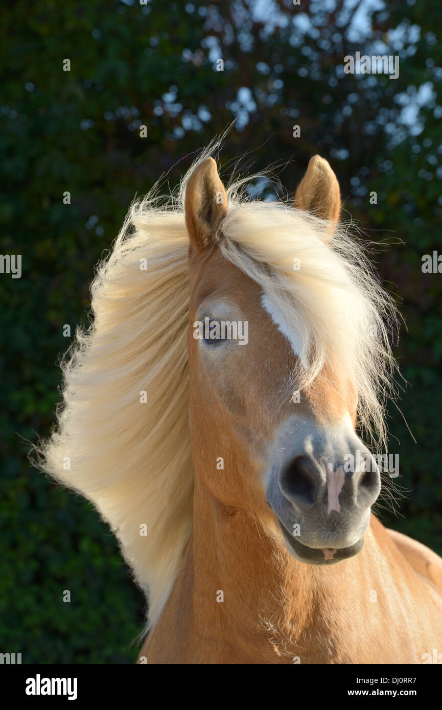 Haflinger horse long mane hi-res stock photography and images - Alamy