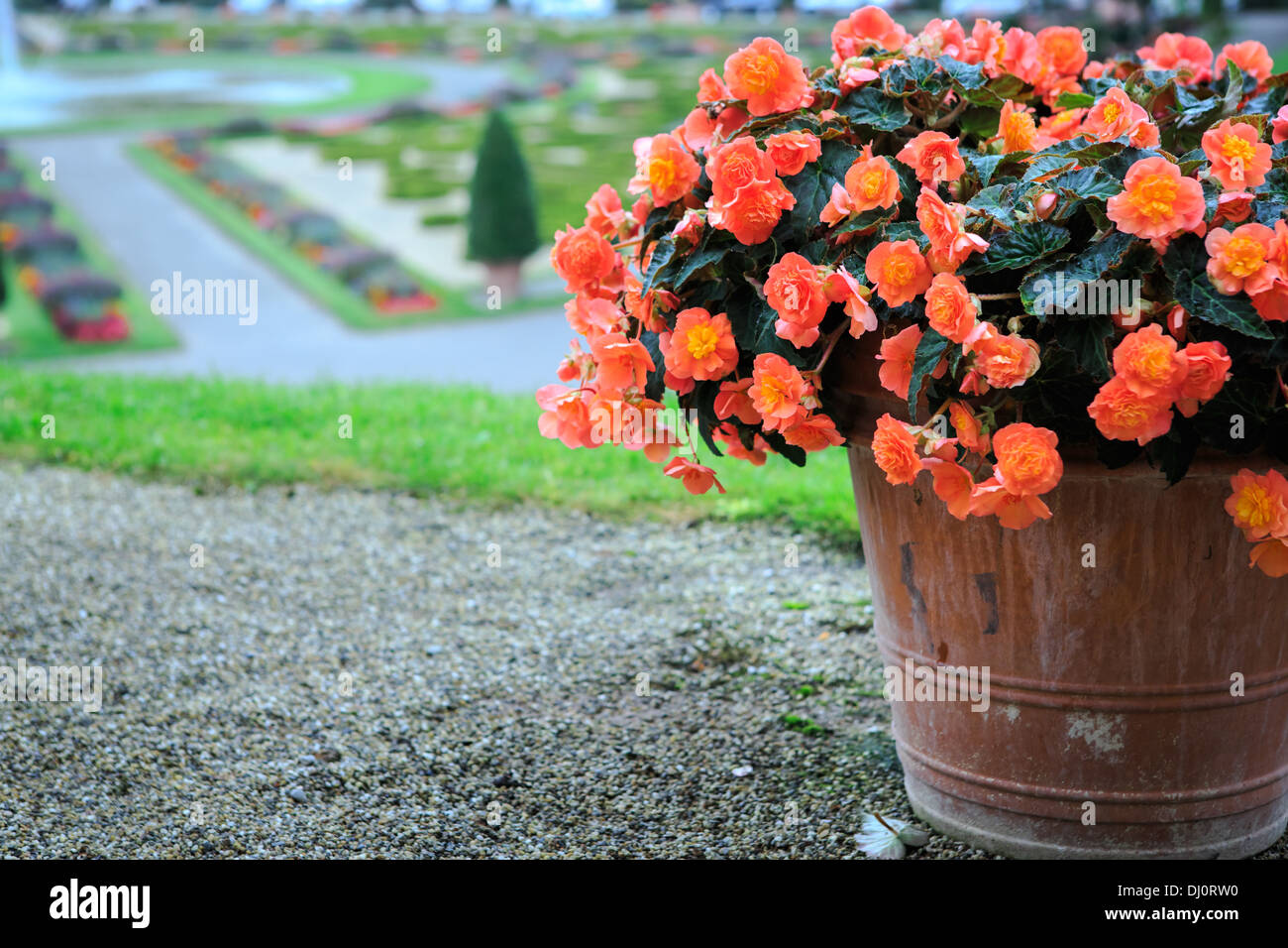 pot with ranunculus in a old european park Stock Photo - Alamy