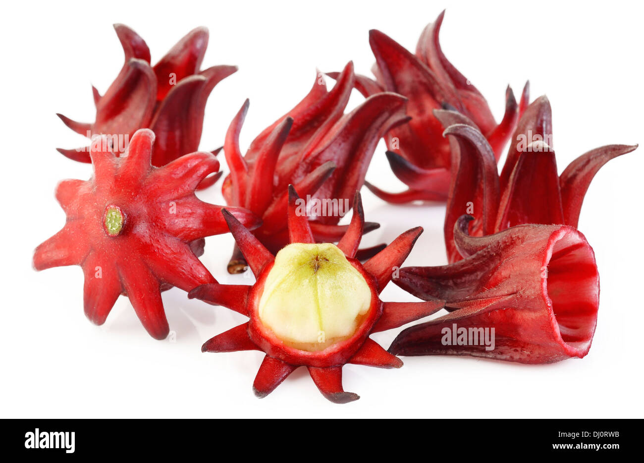 roselle on white background Stock Photo - Alamy