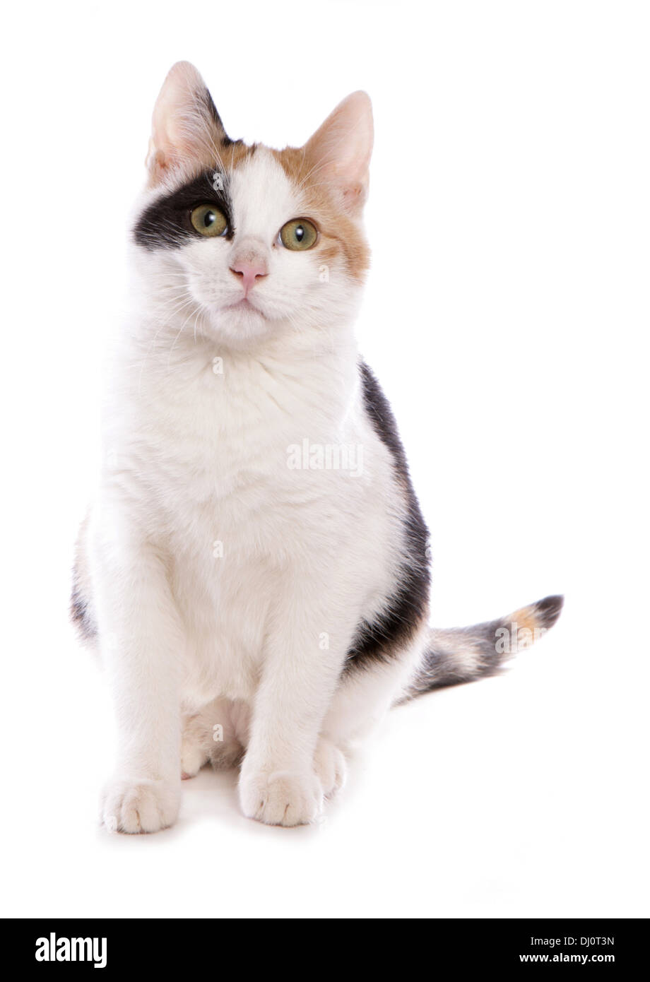 Domestic cat Single adult in a studio Stock Photo - Alamy