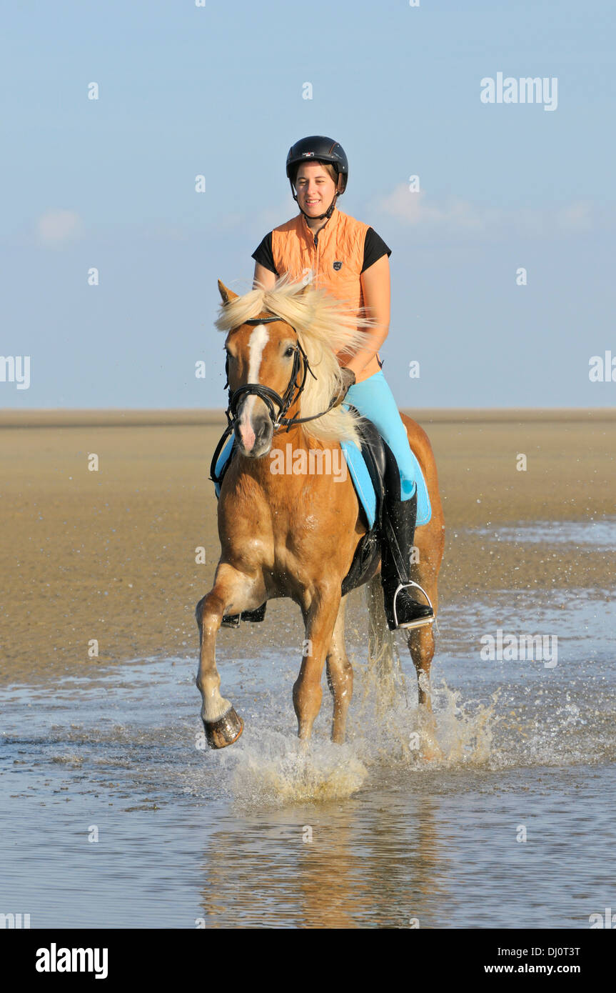 Young rider on back of her Haflinger horse riding in the mudflat of the ...