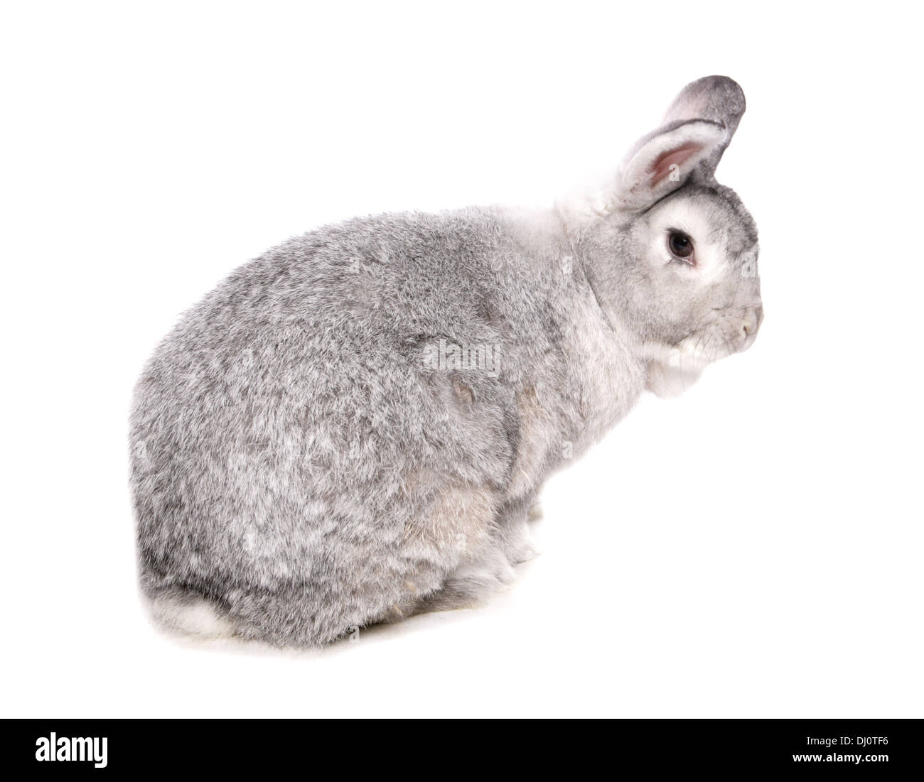 Silver rabbit hi-res stock photography and images - Alamy