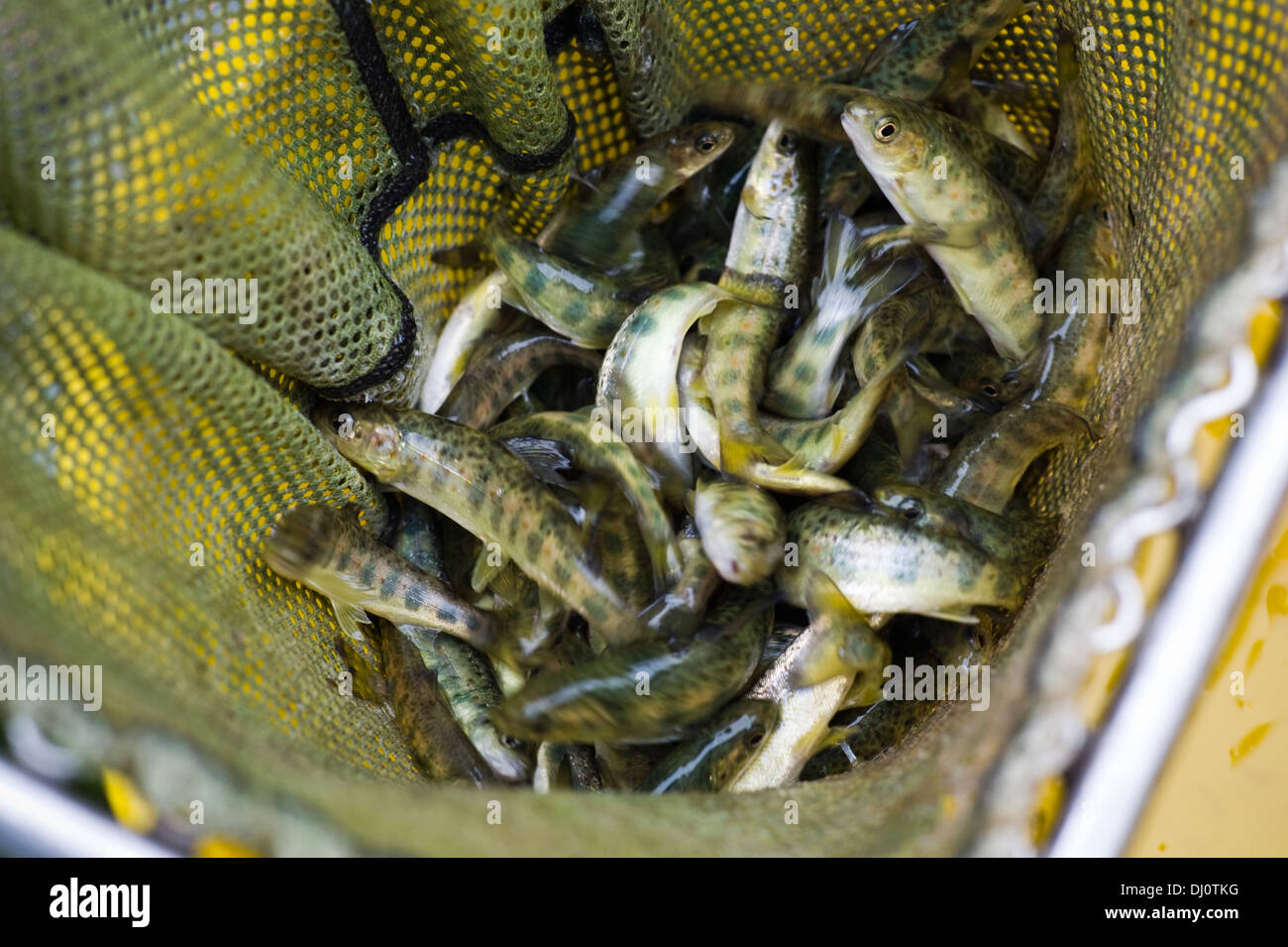 Net full of salmon parr ready to be stocked in a semi-natural rearing ...