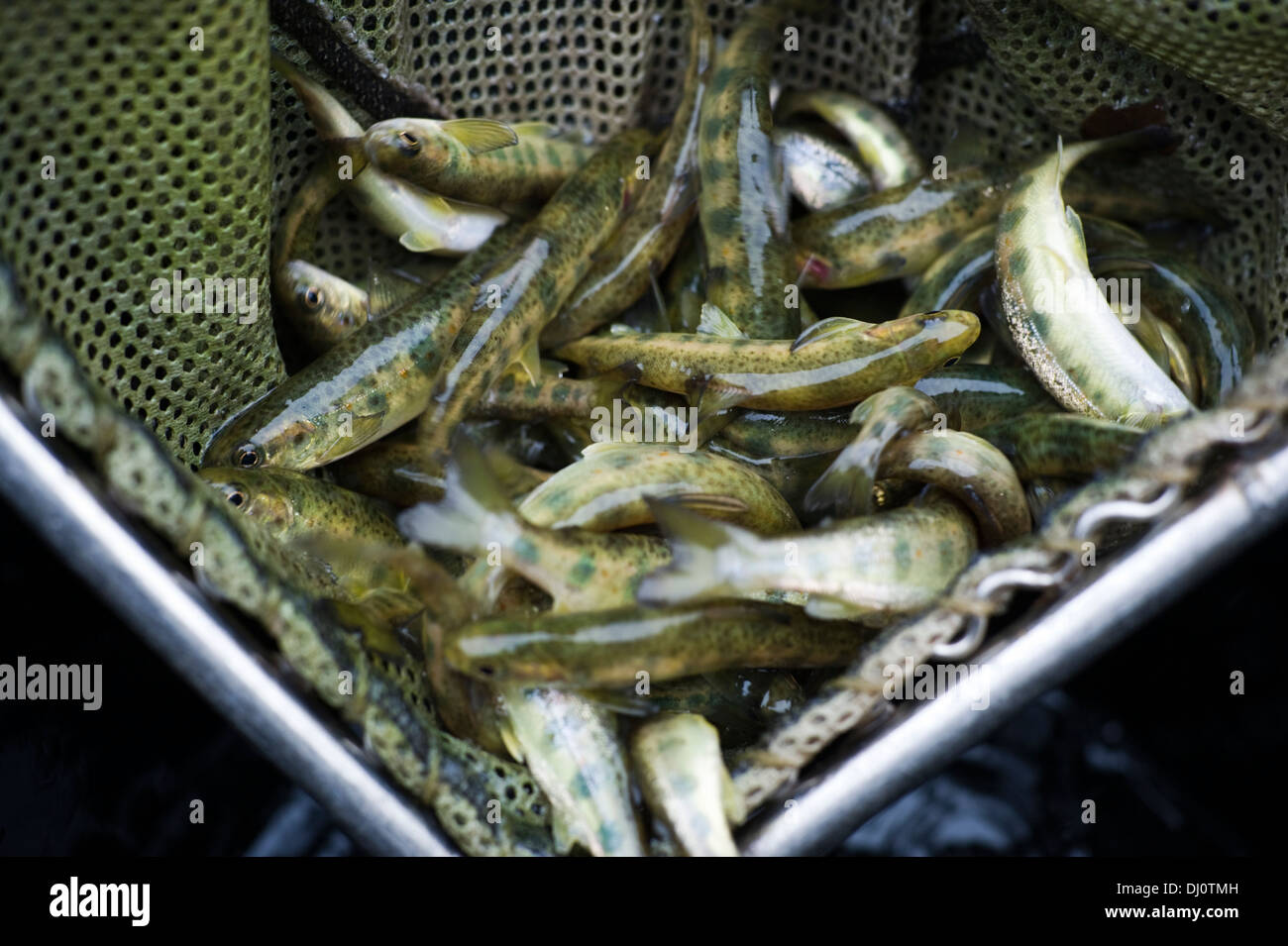 Atlantic salmon parr fish hi-res stock photography and images - Alamy
