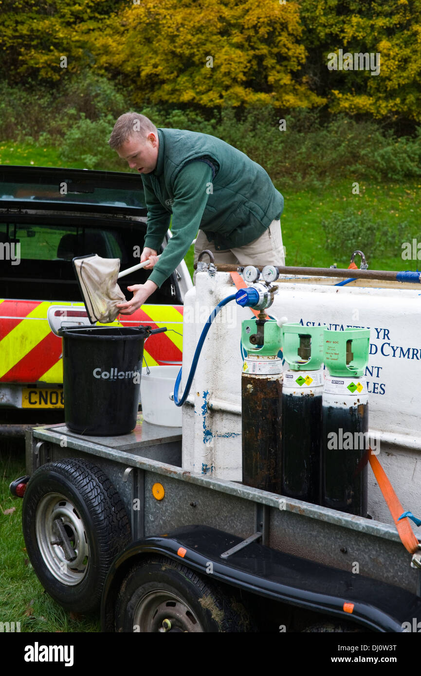 Atlantic salmon parr fish hi-res stock photography and images - Alamy