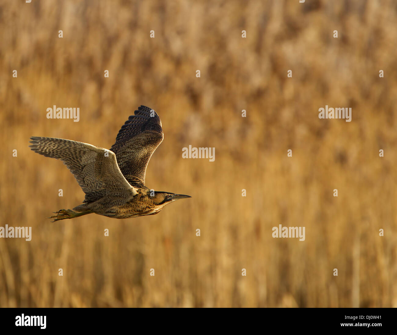 Flying Bed High Resolution Stock Photography and Images - Alamy
