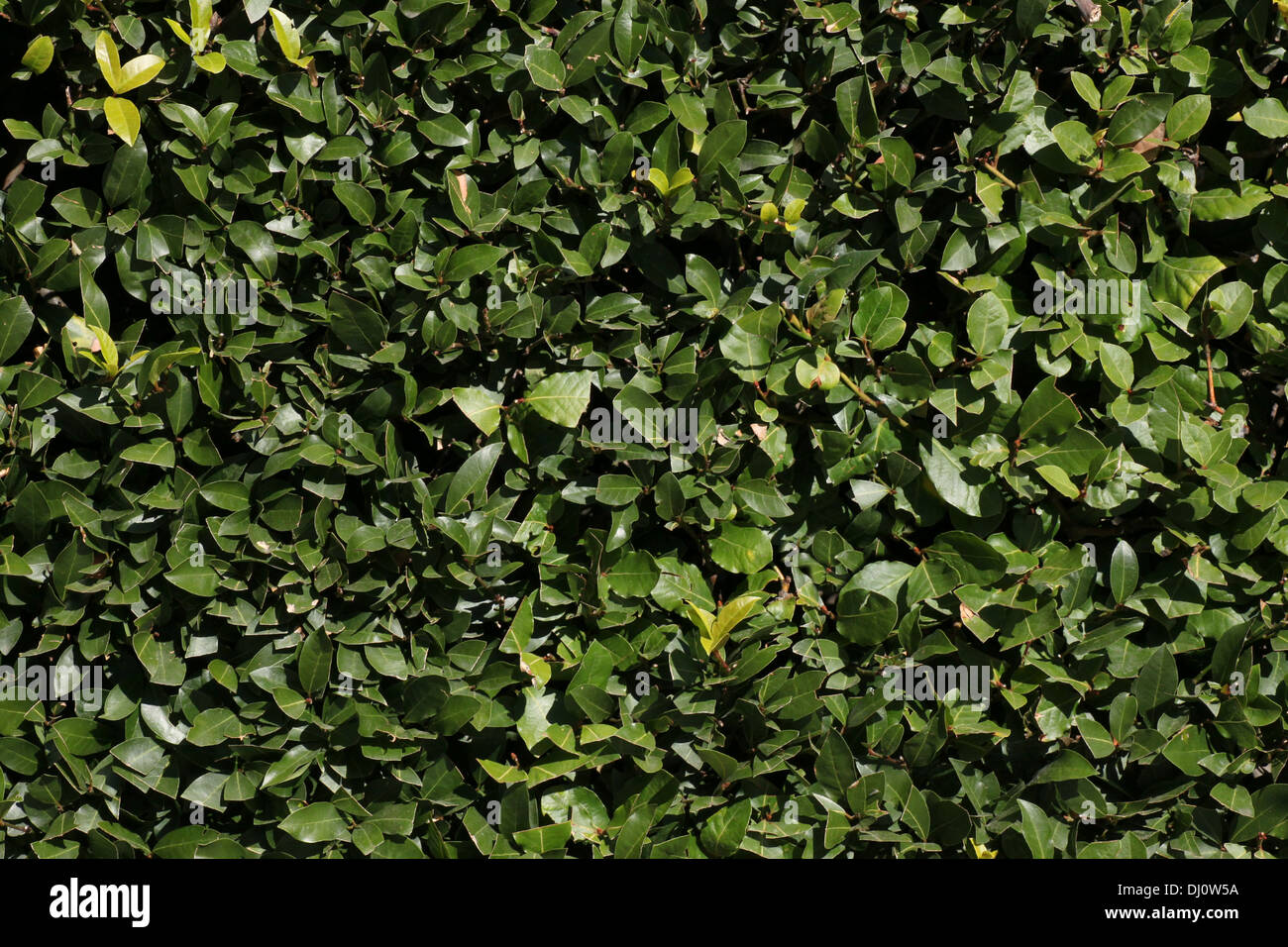 green leaves of bush in a garden Stock Photo - Alamy