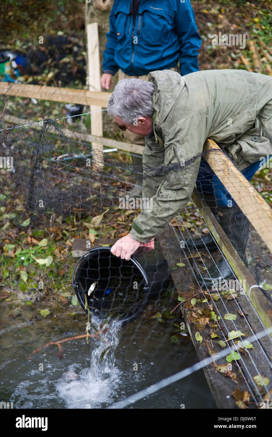 Atlantic salmon parr fish hi-res stock photography and images - Alamy