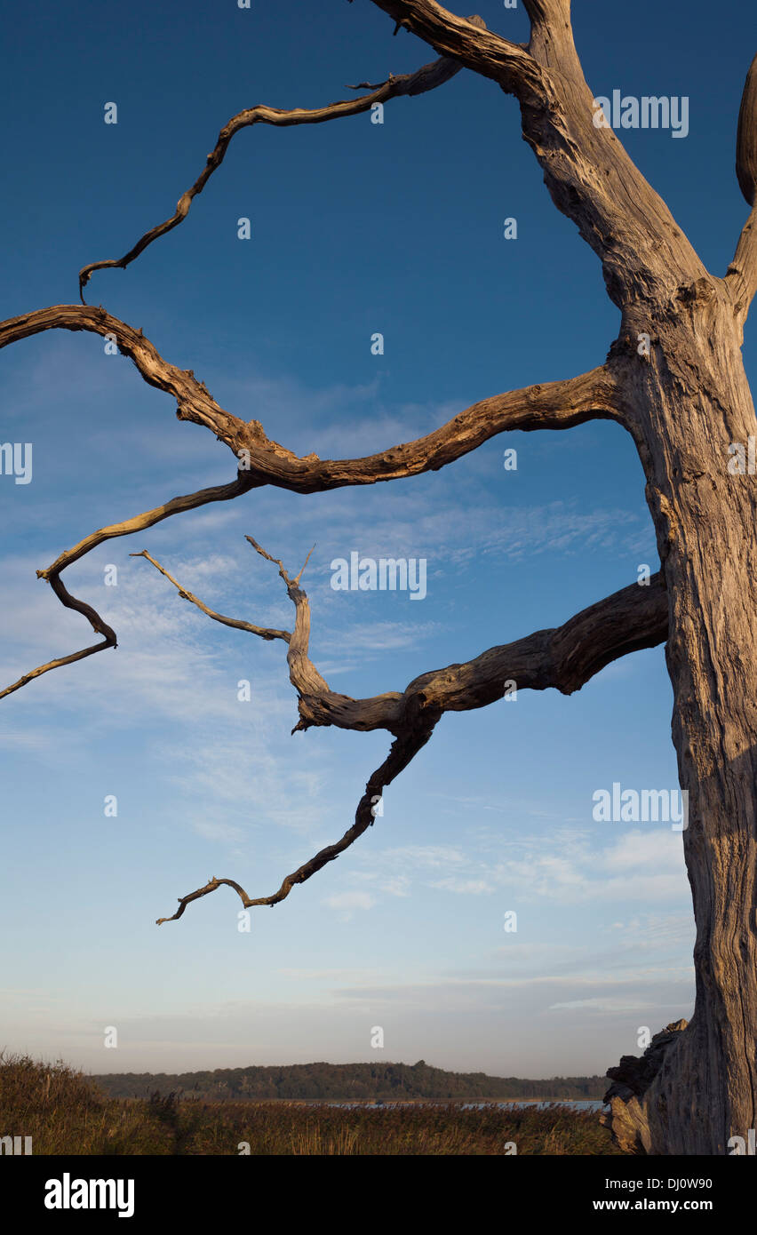 Dead tree beach hi-res stock photography and images - Alamy