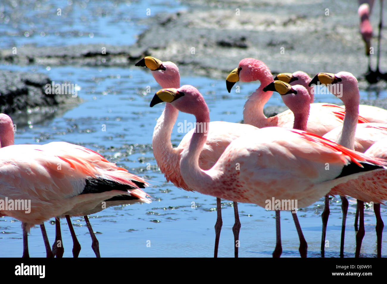 National andean wildlife reserve hi-res stock photography and images ...